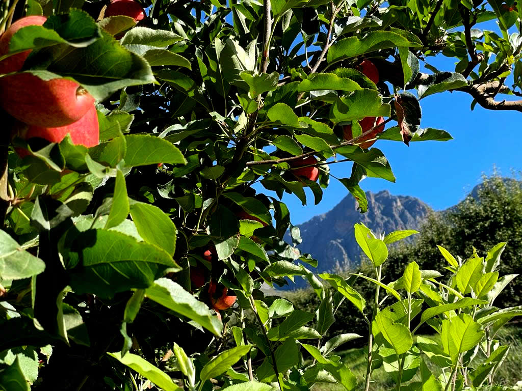 Our Gallery – The Fruit Route