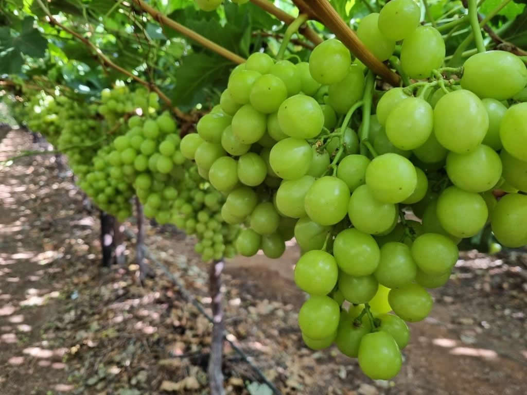 Our Gallery – The Fruit Route